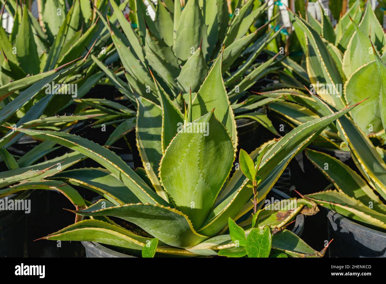 Aloe plants california hi-res stock photography and images - Alamy