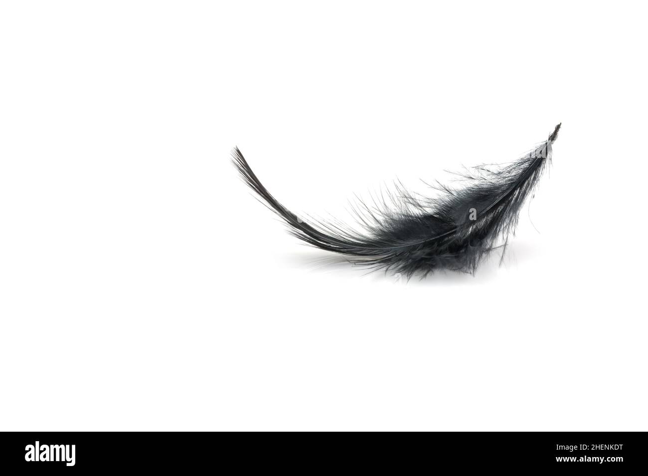 Crow feather up close Cut Out Stock Images & Pictures - Alamy