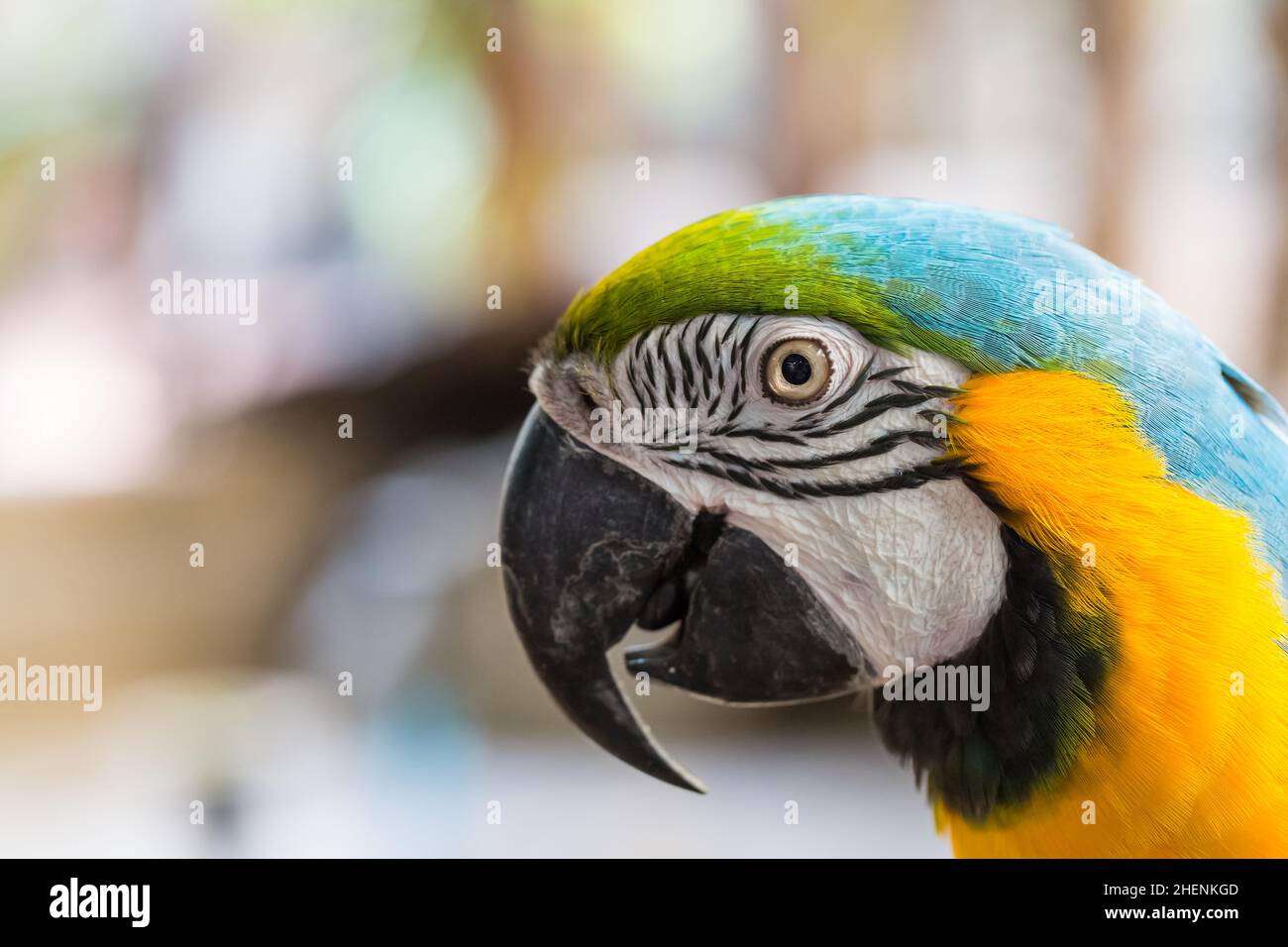 Close-up of colorful parrots face head nature background Stock Photo ...