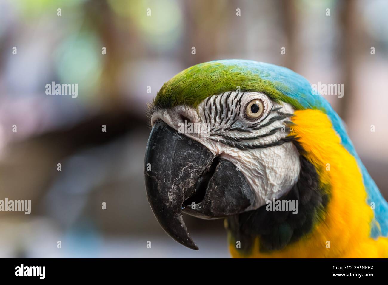 Parrots face hi-res stock photography and images - Alamy