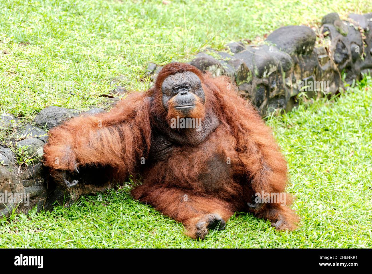 Orangutan Kalimantan - Pongo on zoo. Jakarta. Indonesia Stock Photo - Alamy