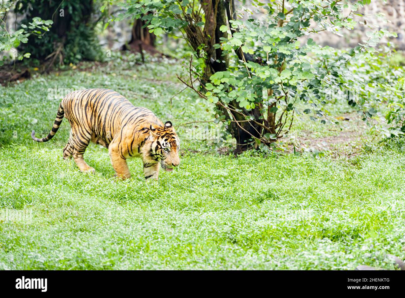 Sumatran Tiger - Panthera tigris sumatrae on zoo. Jakarta. Indonesia ...
