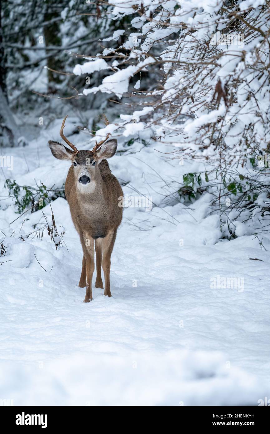Usa washington black tailed buck hi-res stock photography and images ...