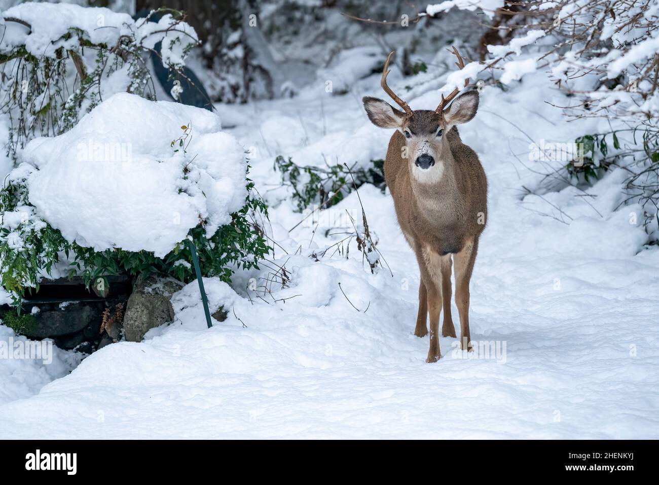 Issaquah, Washington, USA. Young Mule Deer buck in snow Stock Photo - Alamy