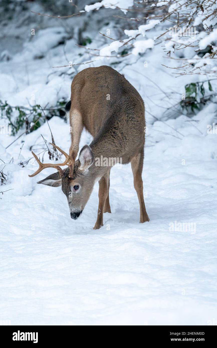 Issaquah, Washington, USA. Mule Deer buck scratching his head. in snow ...