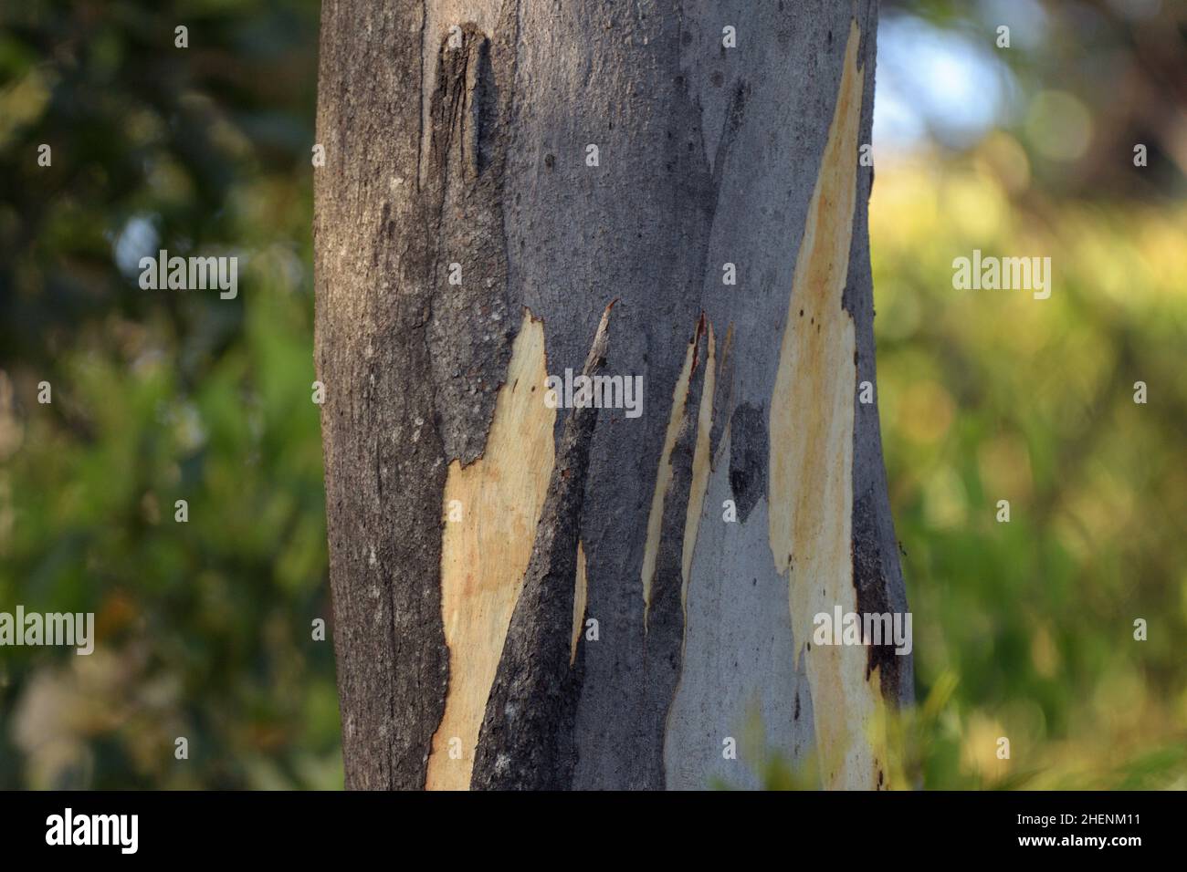 Eucalyptus punctata bark on trunk - Grey Gum. A species of eucalypt in ...