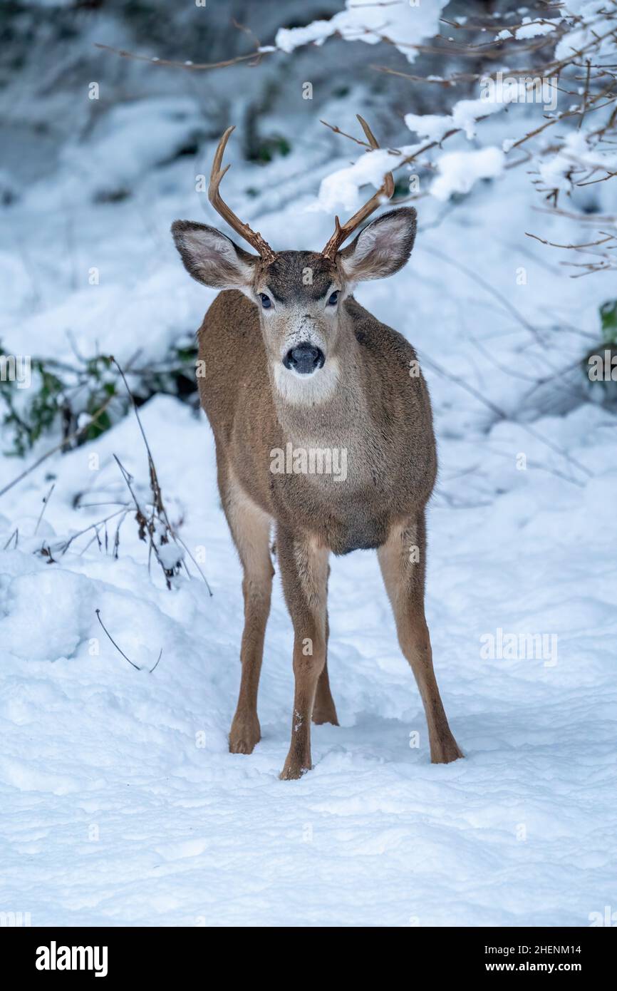 Blacktail Buck