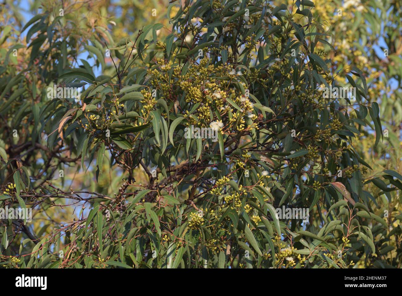 Eucalyptus punctata flowers and leaves - Grey Gum. A species of ...
