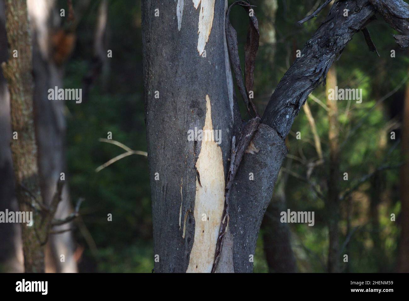 Eucalyptus punctata bark on trunk - Grey Gum. A species of eucalypt in ...