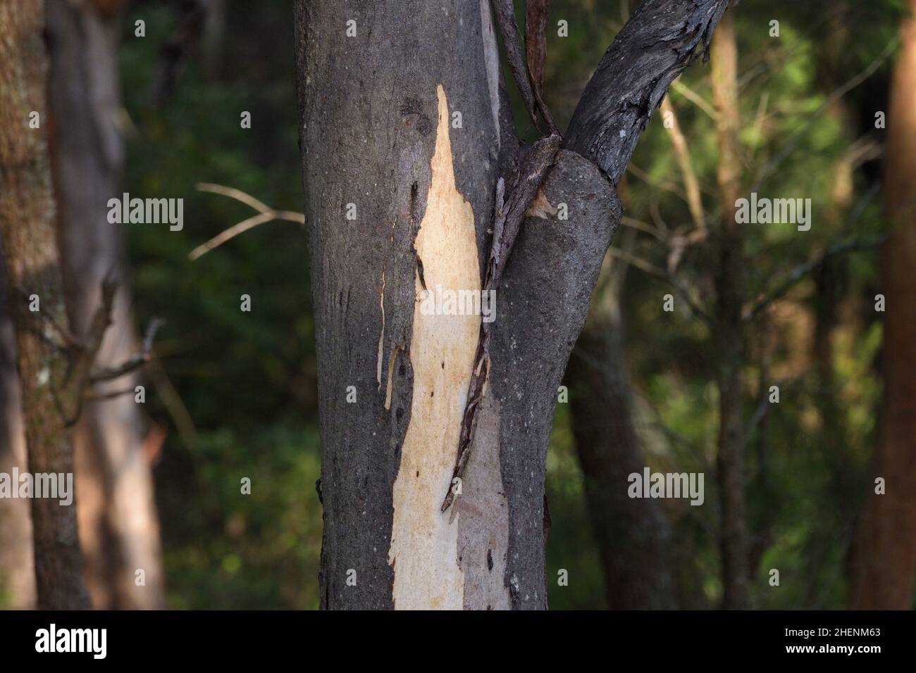 Eucalyptus punctata bark on trunk - Grey Gum. A species of eucalypt in ...