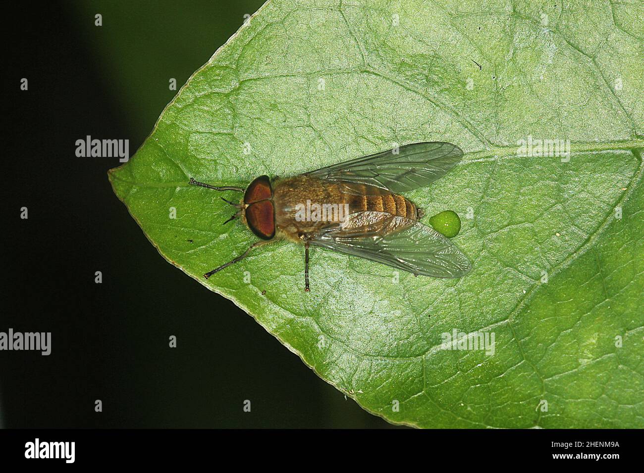 Horse fly (family Tabanidae Stock Photo - Alamy
