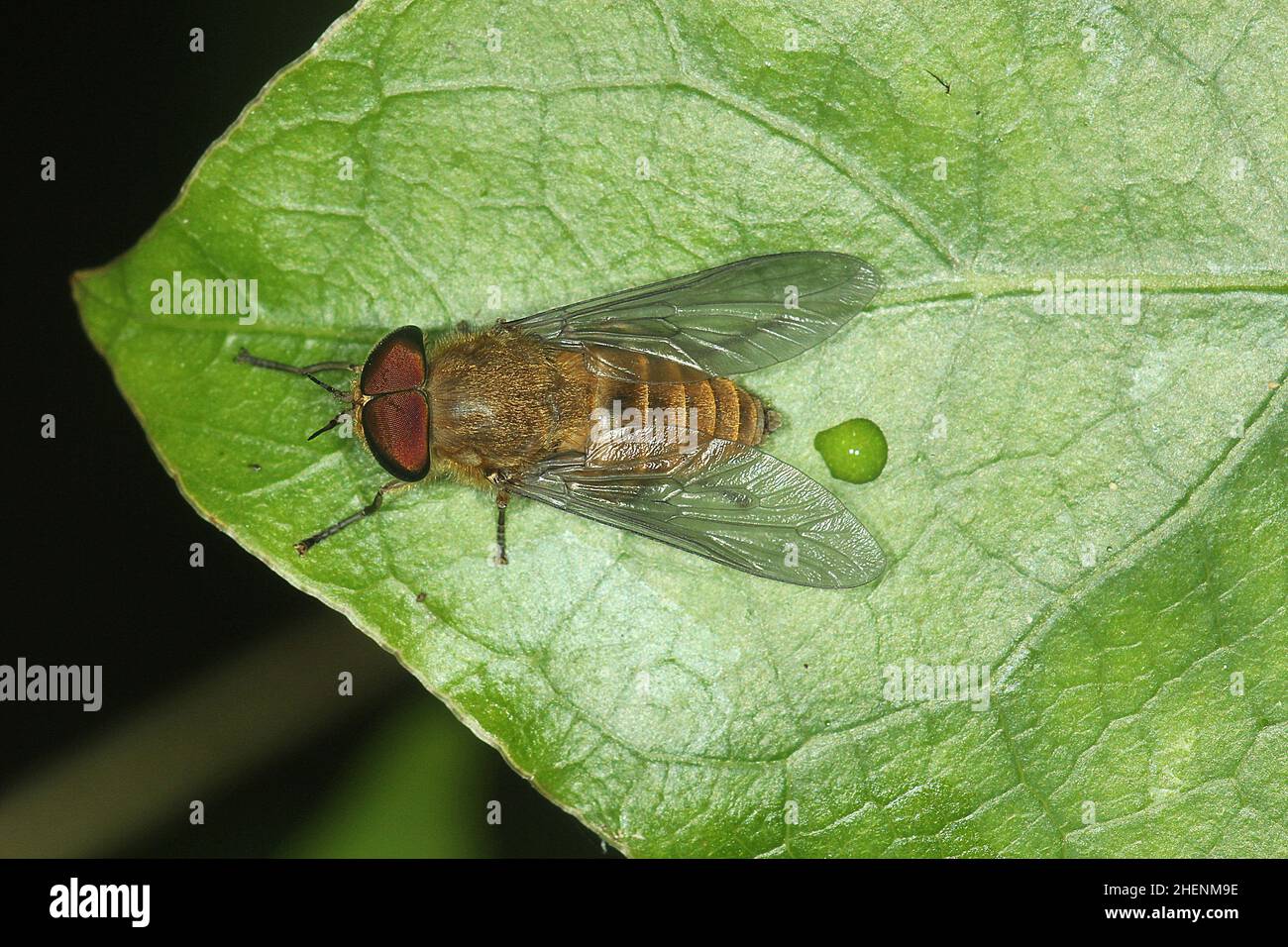 Horse fly (family Tabanidae Stock Photo - Alamy