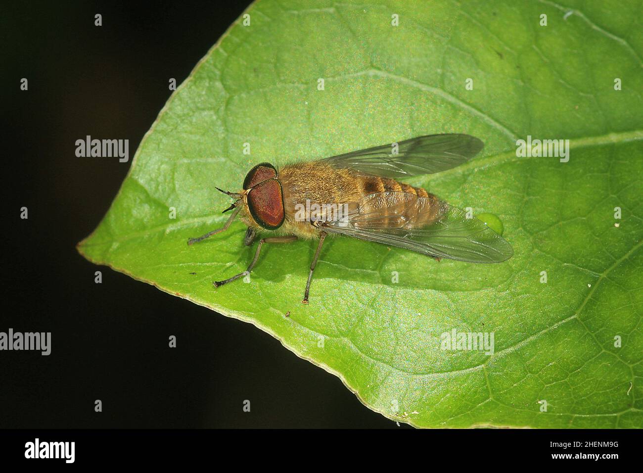 Tabanidae hi-res stock photography and images - Alamy