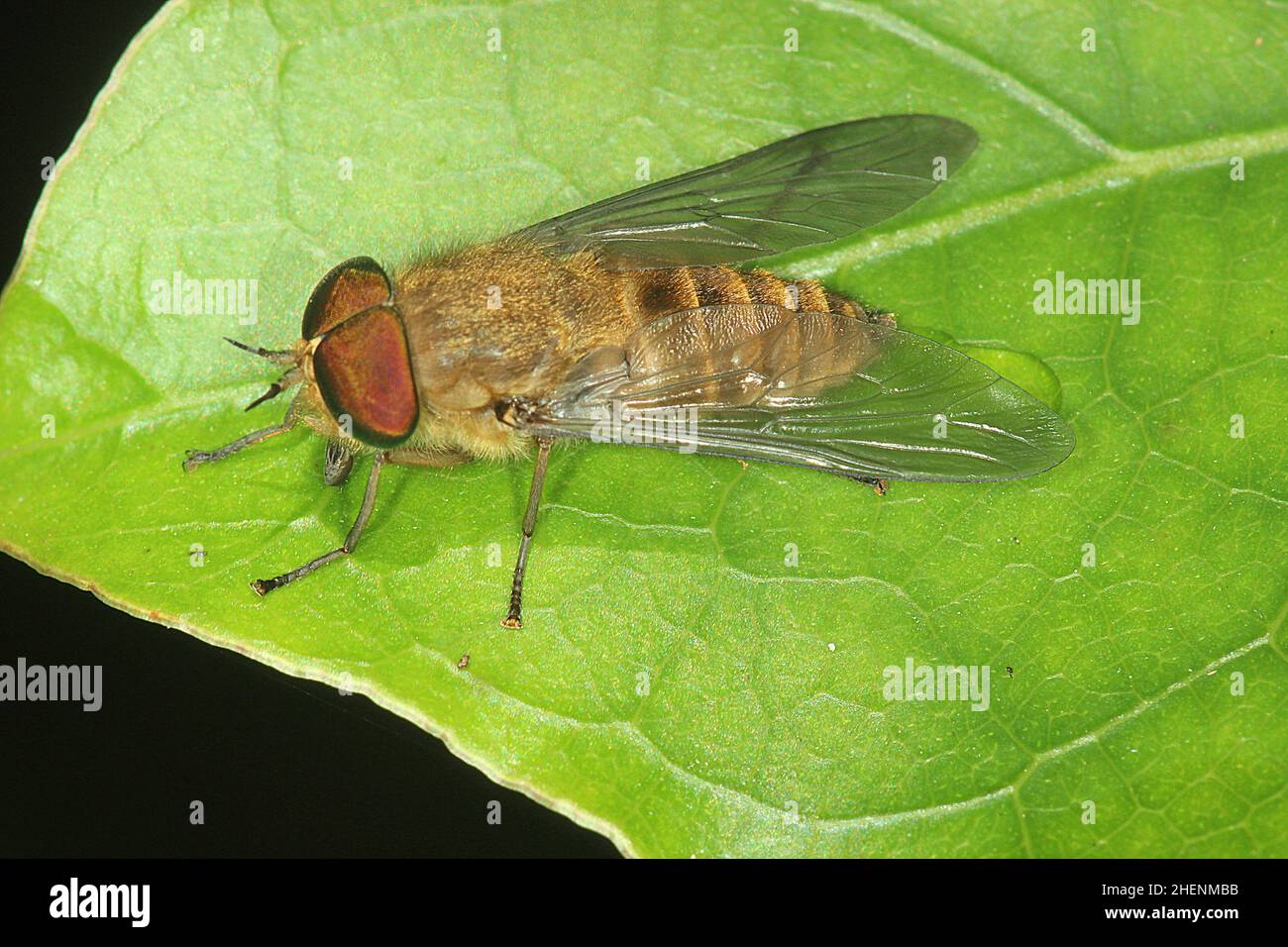 Horse fly (family Tabanidae Stock Photo - Alamy