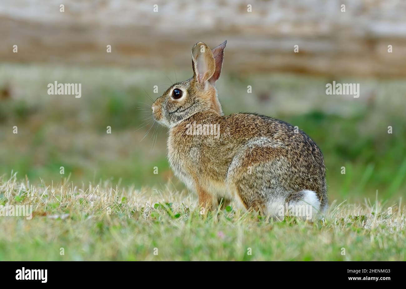 Vancouver island rabbit hi-res stock photography and images - Alamy
