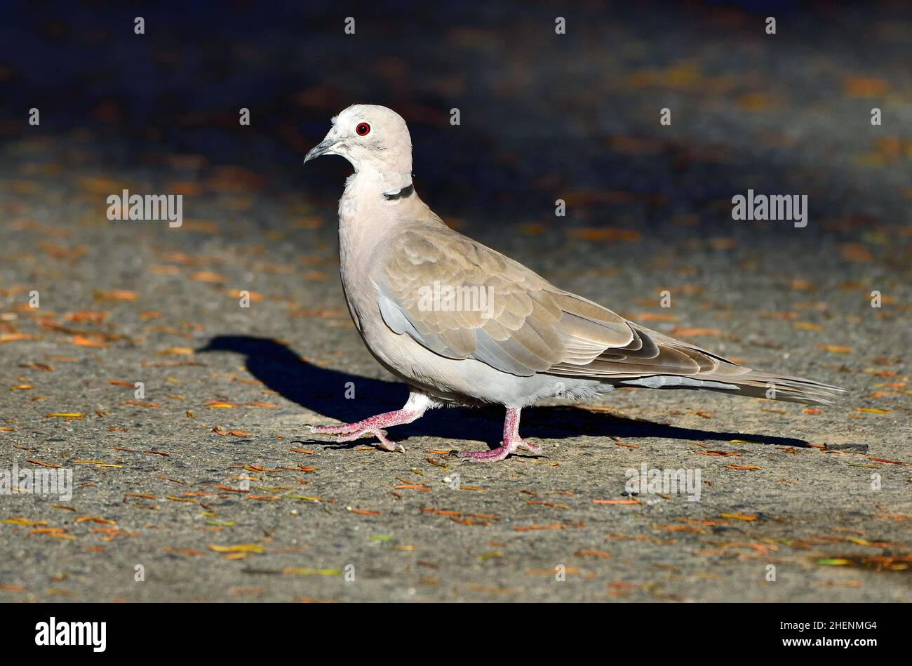 Side view of a dove hi-res stock photography and images - Alamy