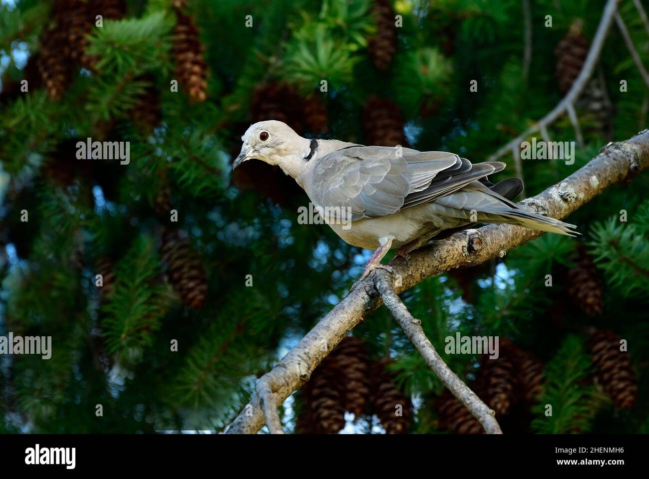 A side view of a wild Pacific Region ,Eurasian Collared Dove ...