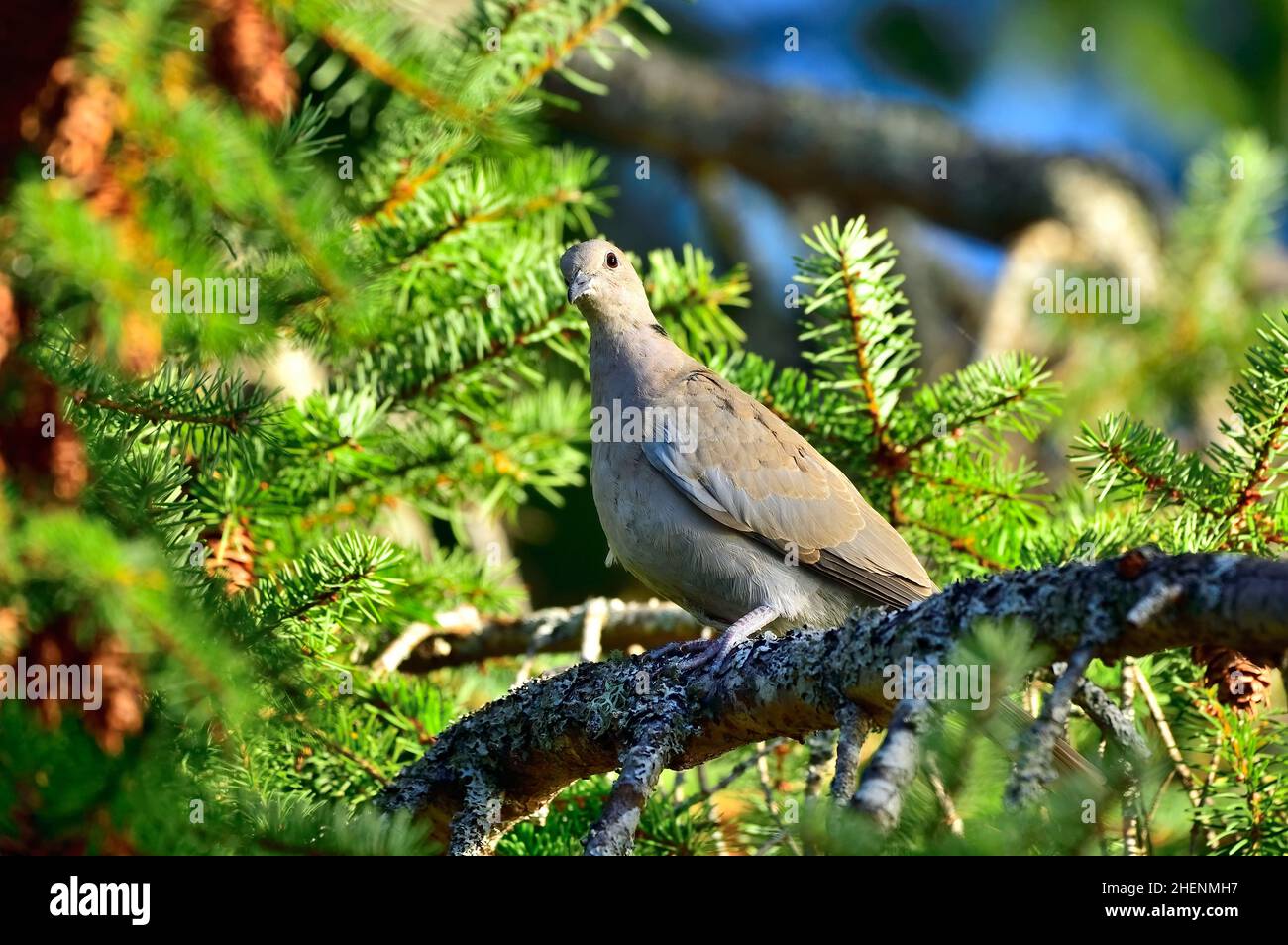 A wild Pacific Region ,Eurasian Collared Dove, (Streptopelia decaocto ...