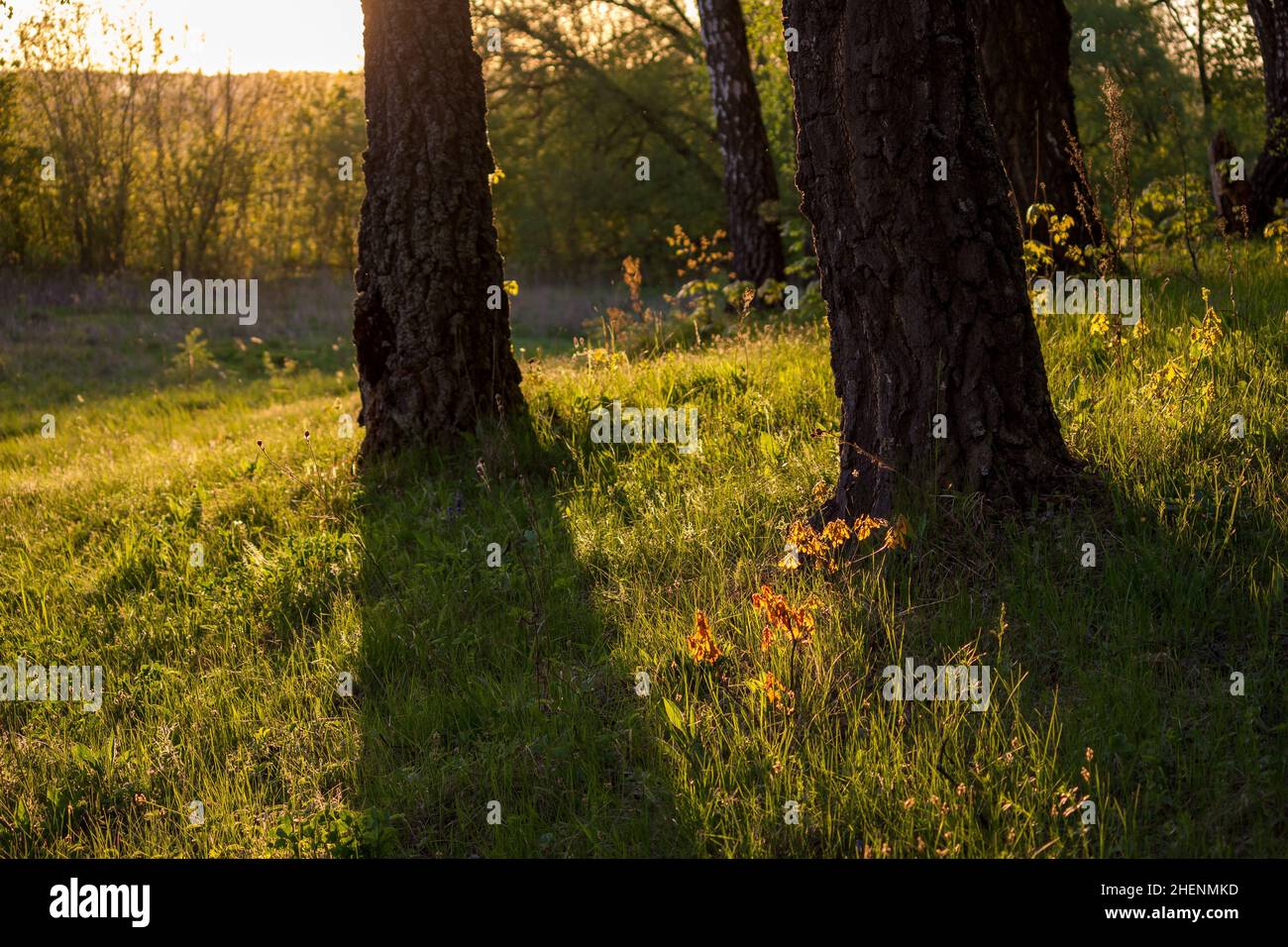 A picturesque lawn at the edge of a birch grove on a warm spring ...