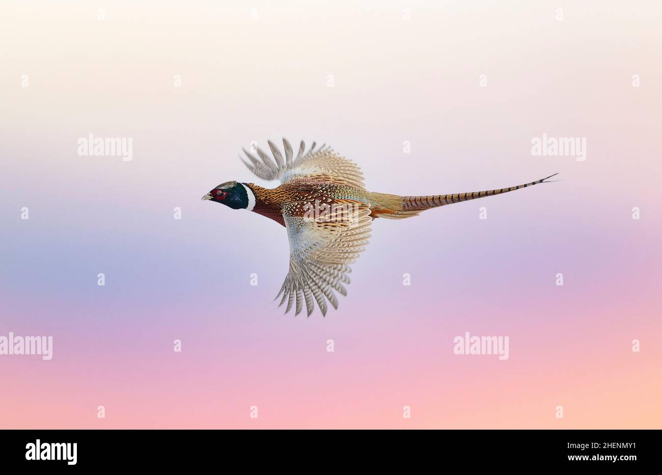 Flying rooster pheasant hi-res stock photography and images - Alamy