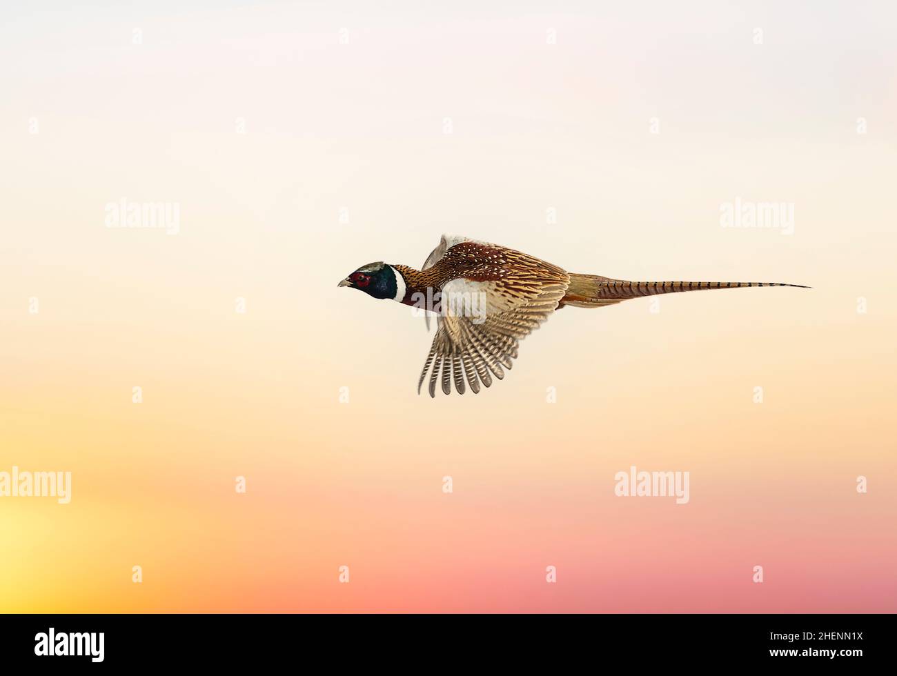 Flying Rooster Pheasant across the South Dakota evening sky Stock Photo ...
