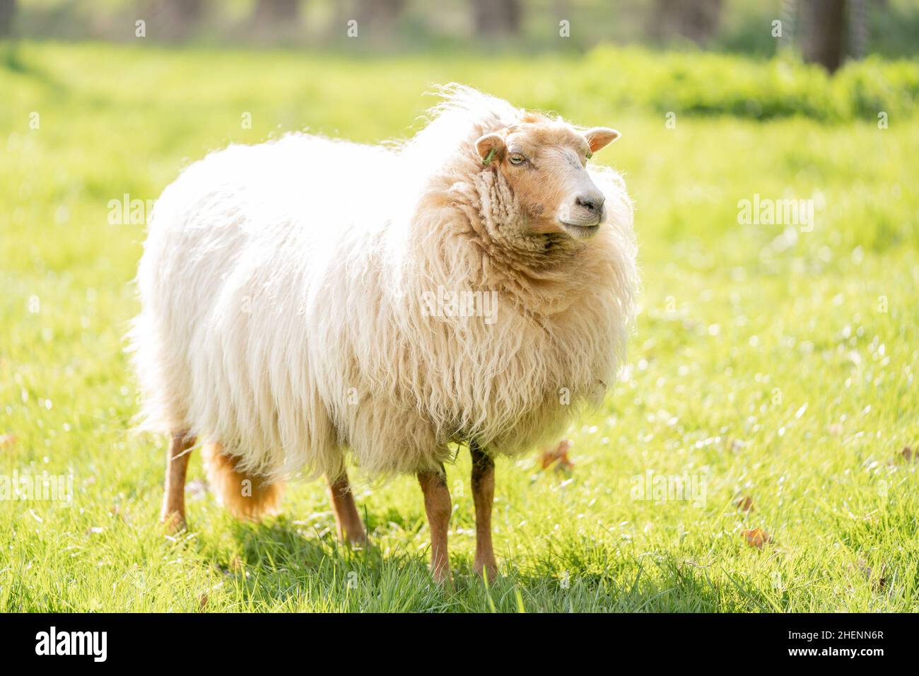 Flying sheeps hi-res stock photography and images - Alamy