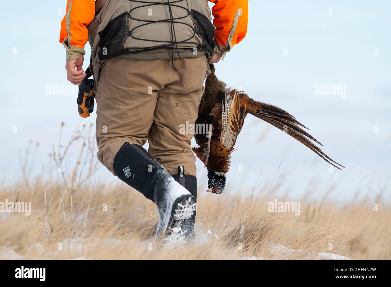 Pheasant Hunting in South Dakota Stock Photo - Alamy