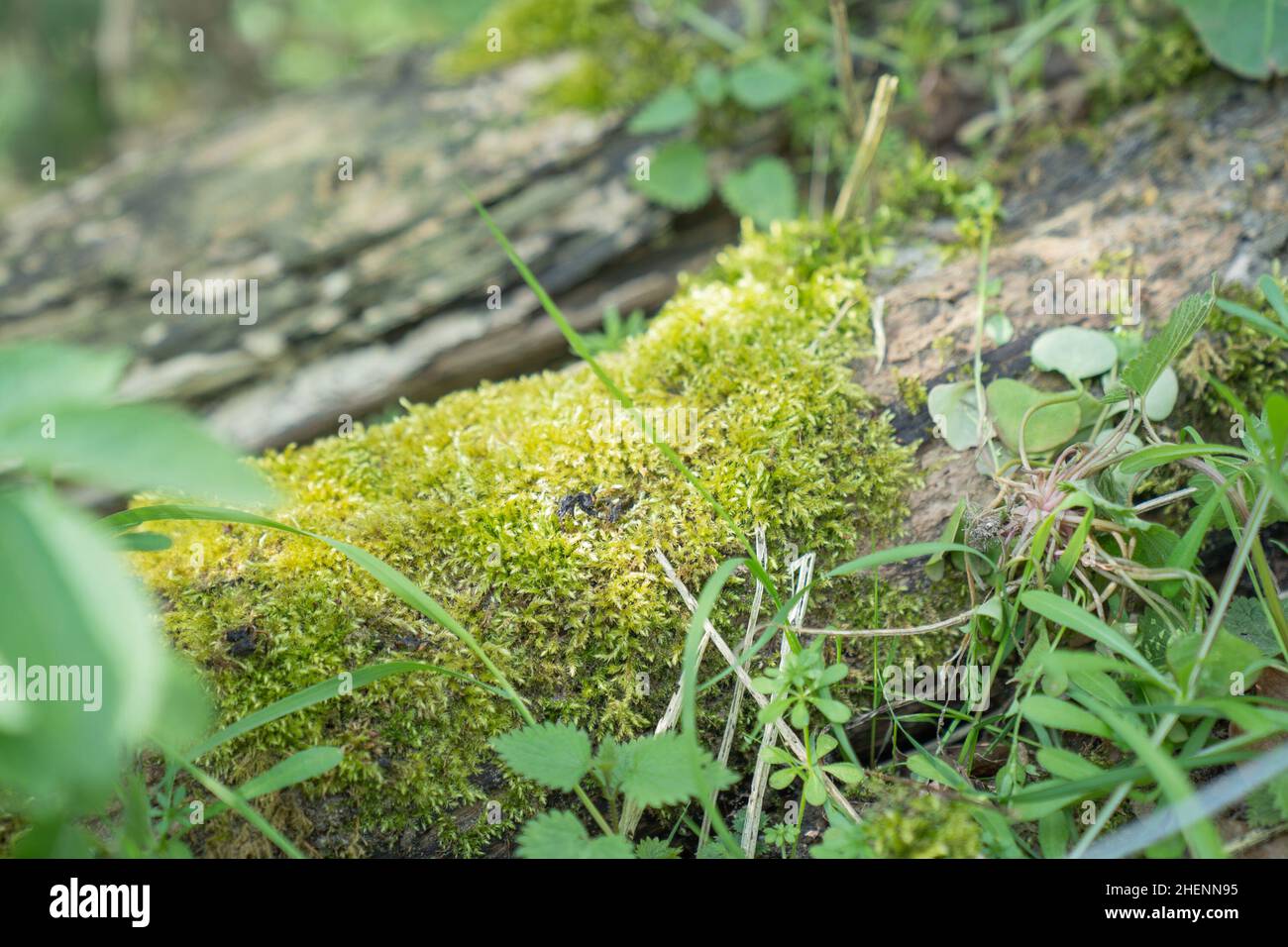 Moss on a tree in the Netherlands Stock Photo - Alamy