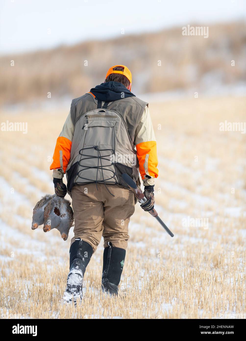 A hunter in North Dakota with Hungarian Partridge on a late fall day ...