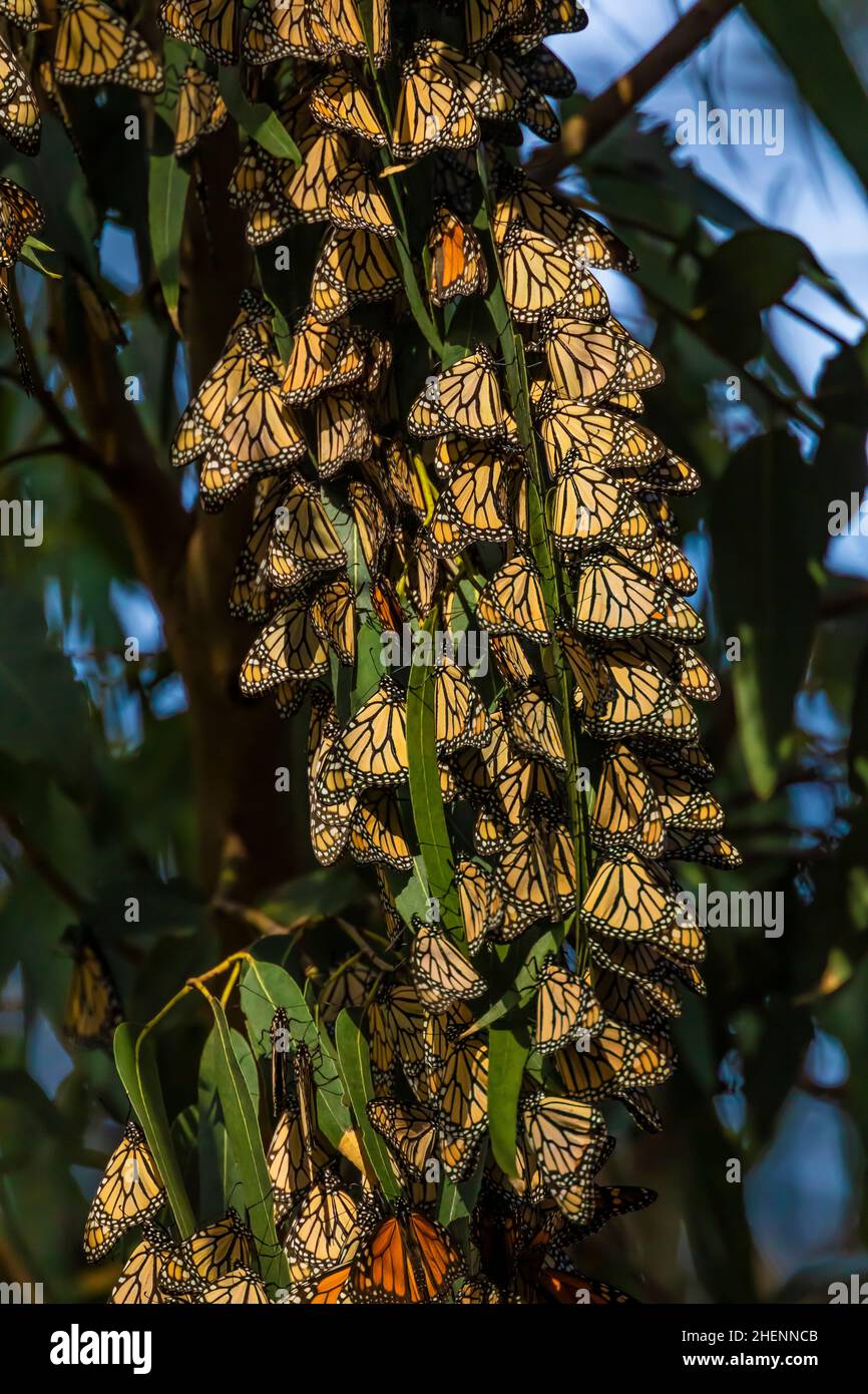Monarch Butterflies, Danaus plexippus, overwintering in a Eucalyptus grove at Pismo Beach ...