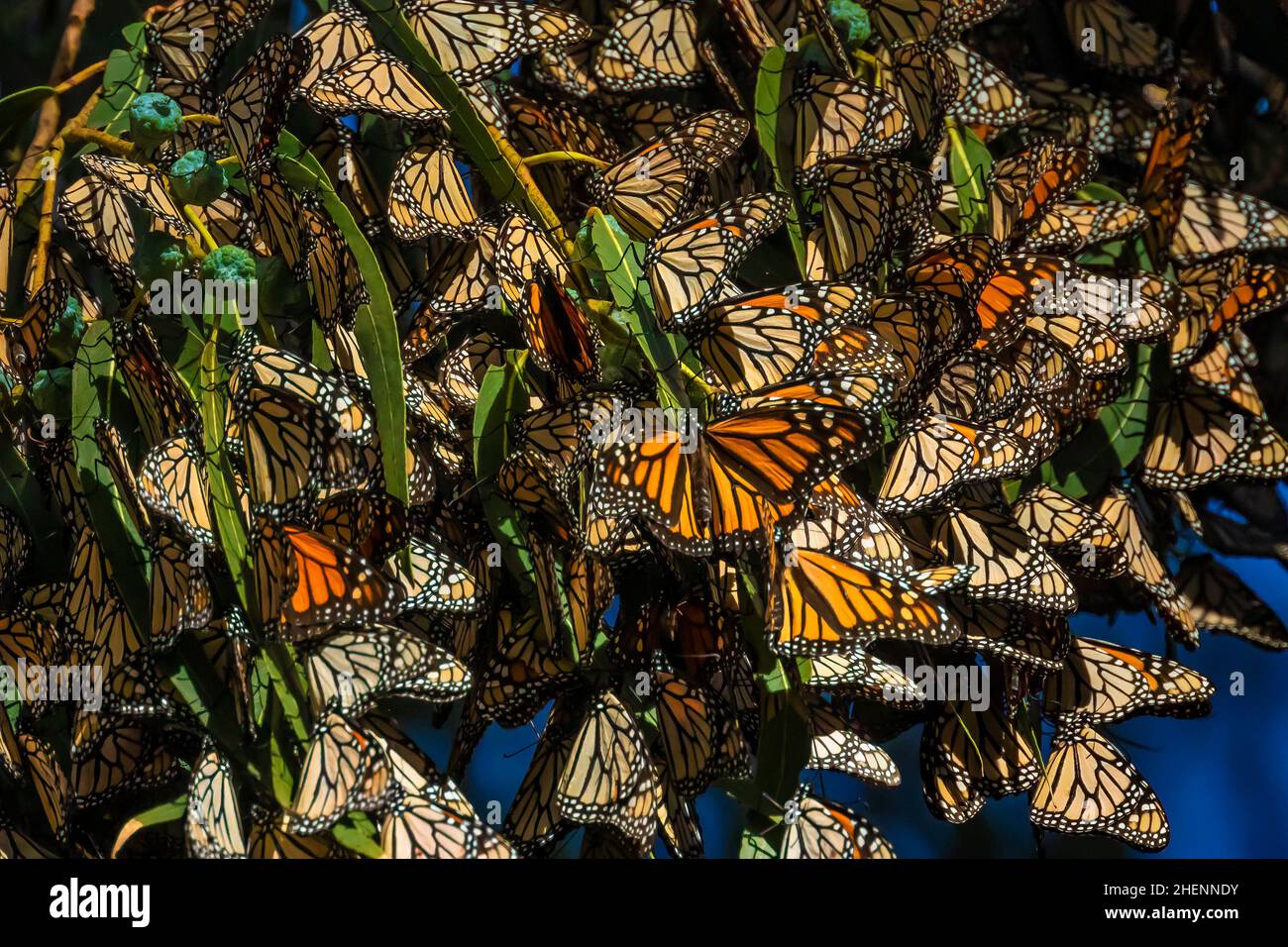 Monarch Butterflies, Danaus plexippus, overwintering in a Eucalyptus grove at Pismo Beach ...
