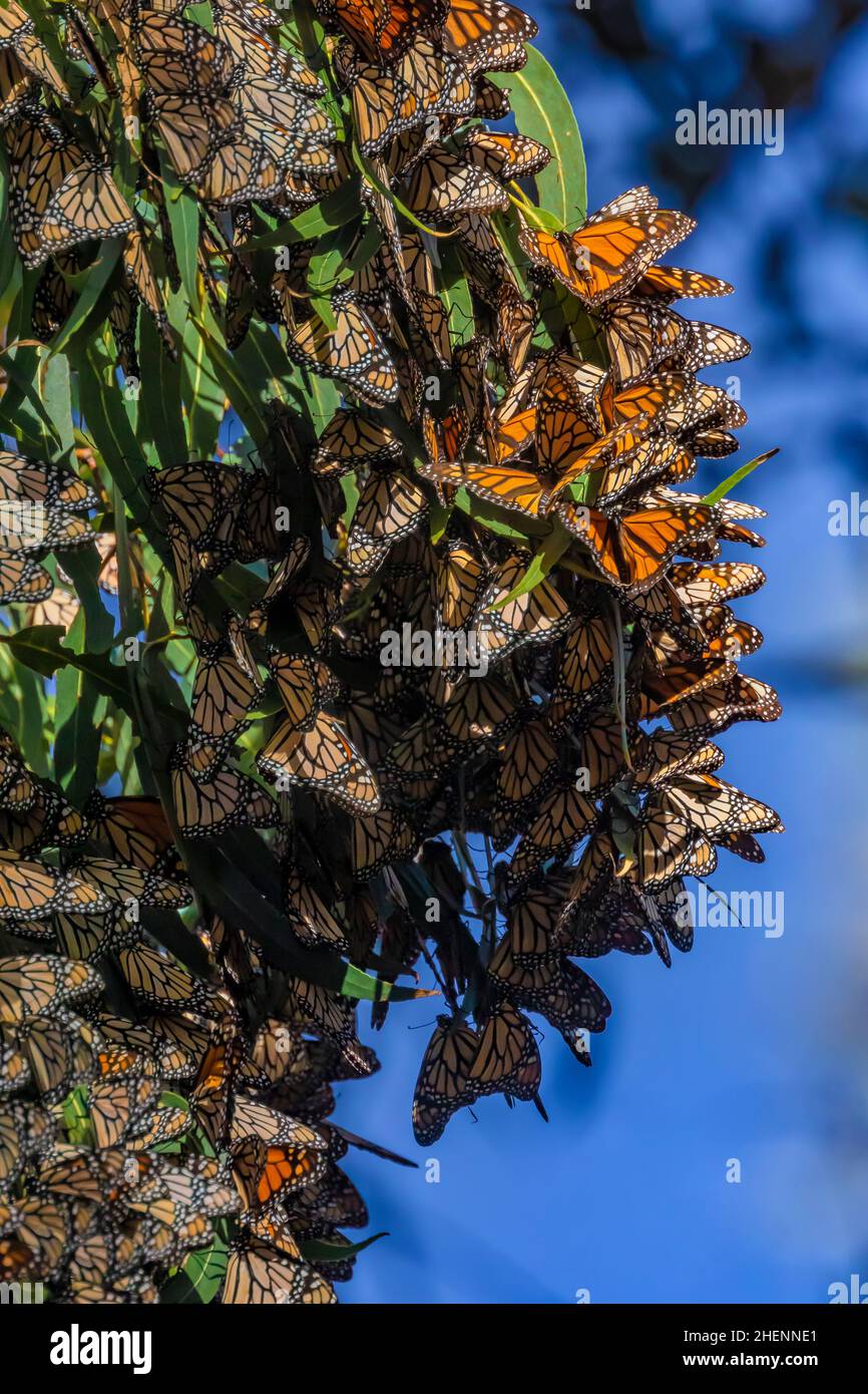 Monarch Butterflies, Danaus plexippus, overwintering in a Eucalyptus grove at Pismo Beach ...