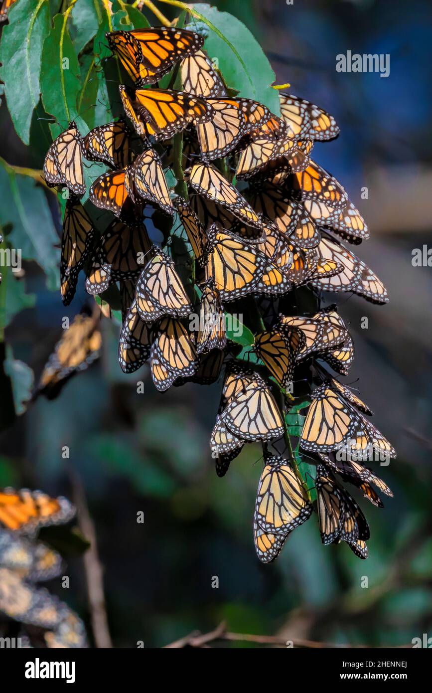 Monarch Butterflies, Danaus plexippus, overwintering in a Eucalyptus grove at Pismo Beach ...
