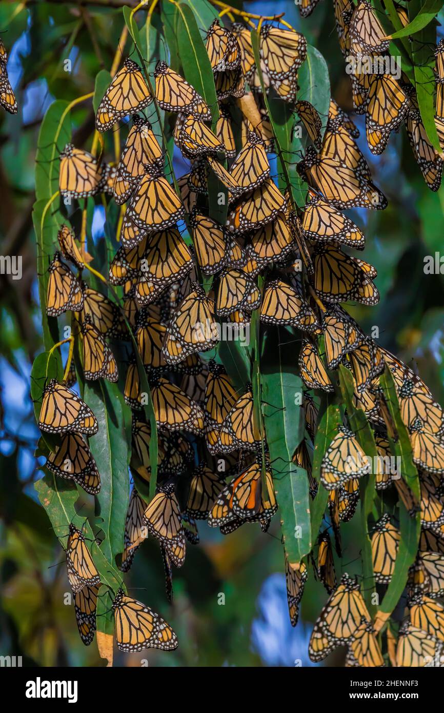 Monarch Butterflies, Danaus plexippus, overwintering in a Eucalyptus grove at Pismo Beach ...
