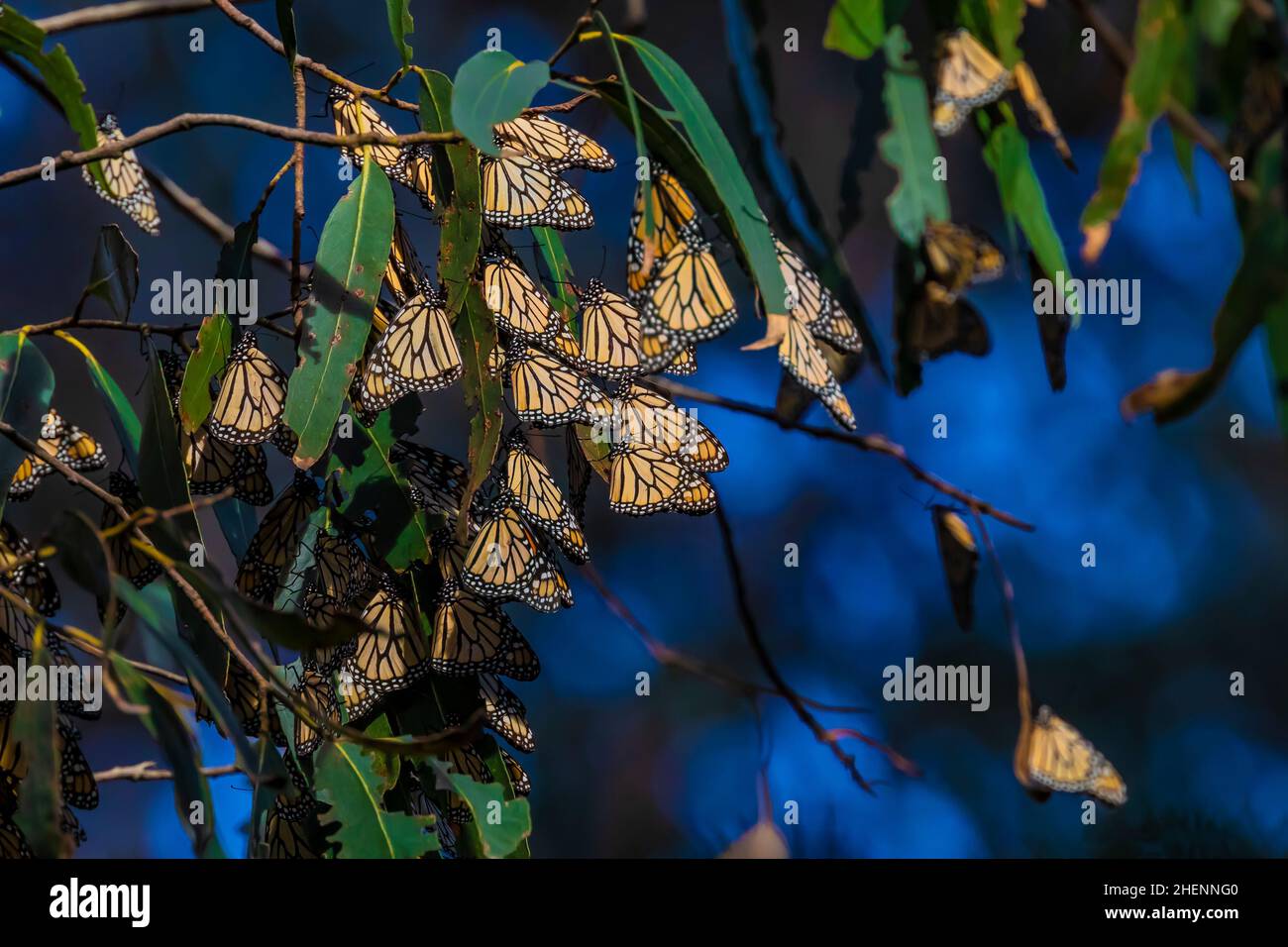 Monarch Butterflies, Danaus plexippus, overwintering in a Eucalyptus grove at Pismo Beach ...