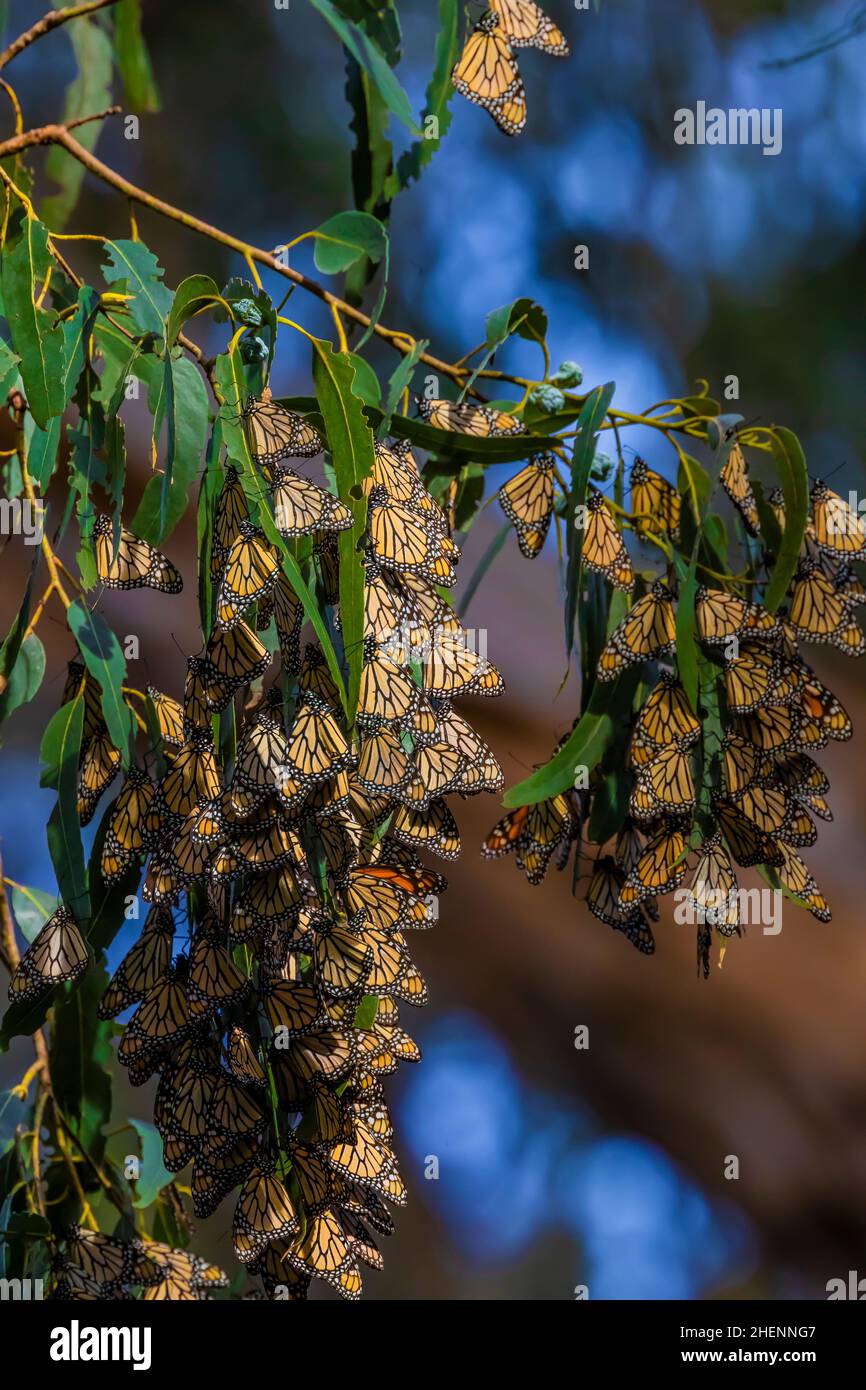 Monarch Butterflies, Danaus plexippus, overwintering in a Eucalyptus grove at Pismo Beach ...