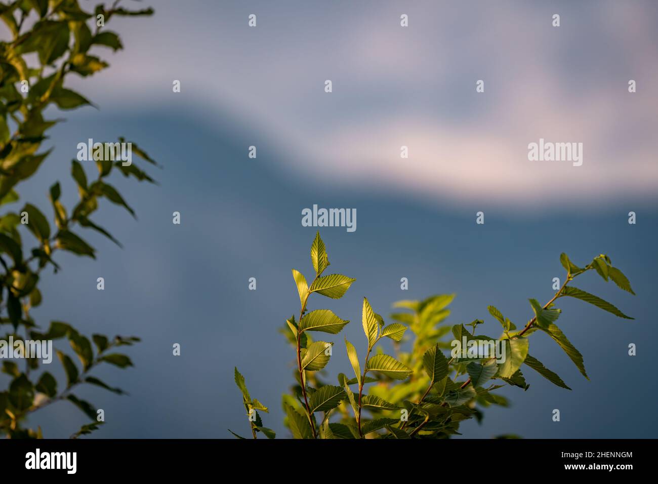 Greenleave hi-res stock photography and images - Alamy