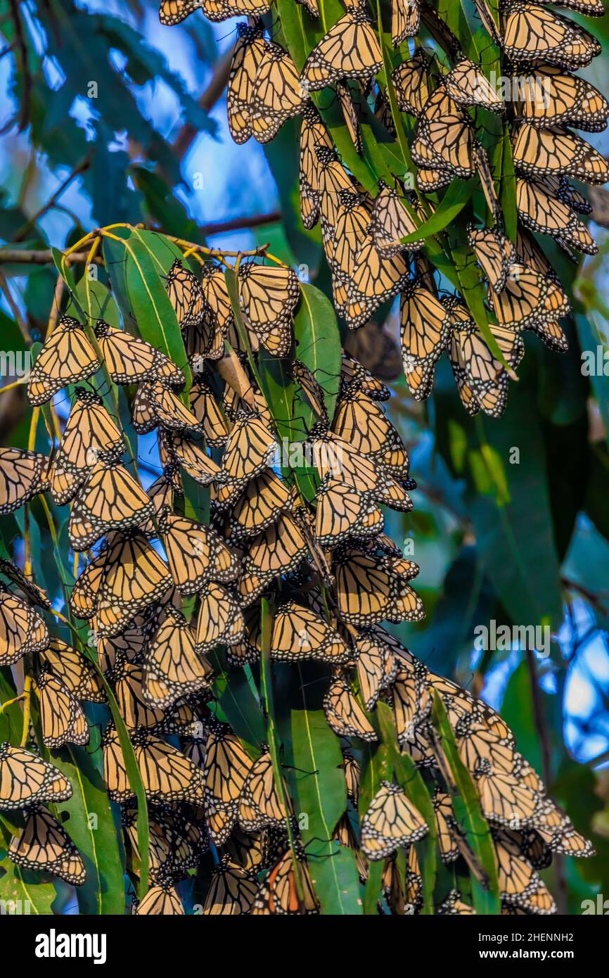 Monarch Butterflies, Danaus plexippus, overwintering in a Eucalyptus grove at Pismo Beach ...