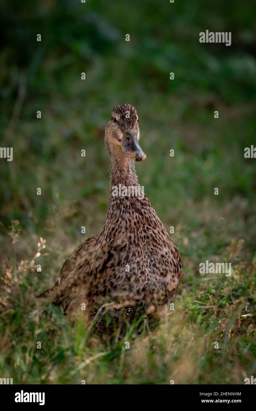 Portrait of a duck in France Stock Photo - Alamy