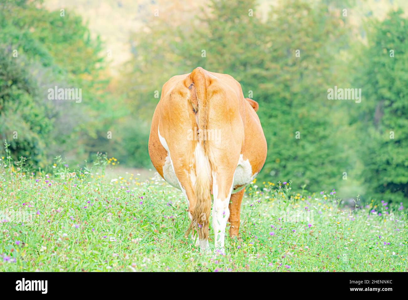 Cow eating grass shows her but Stock Photo - Alamy