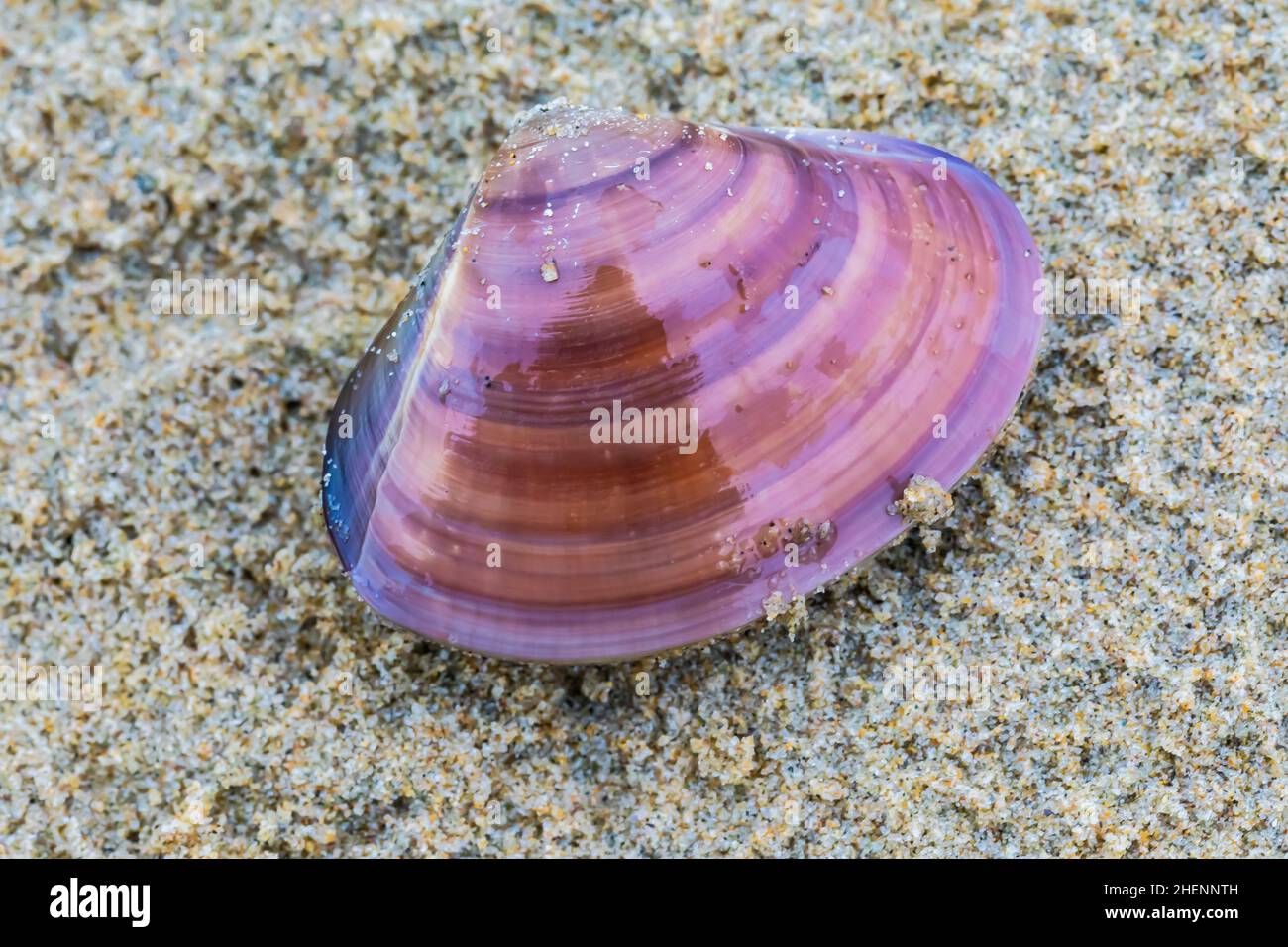 Small Pismo Clam, Tivela stultorum, exposed on the sandy beach, Pismo ...