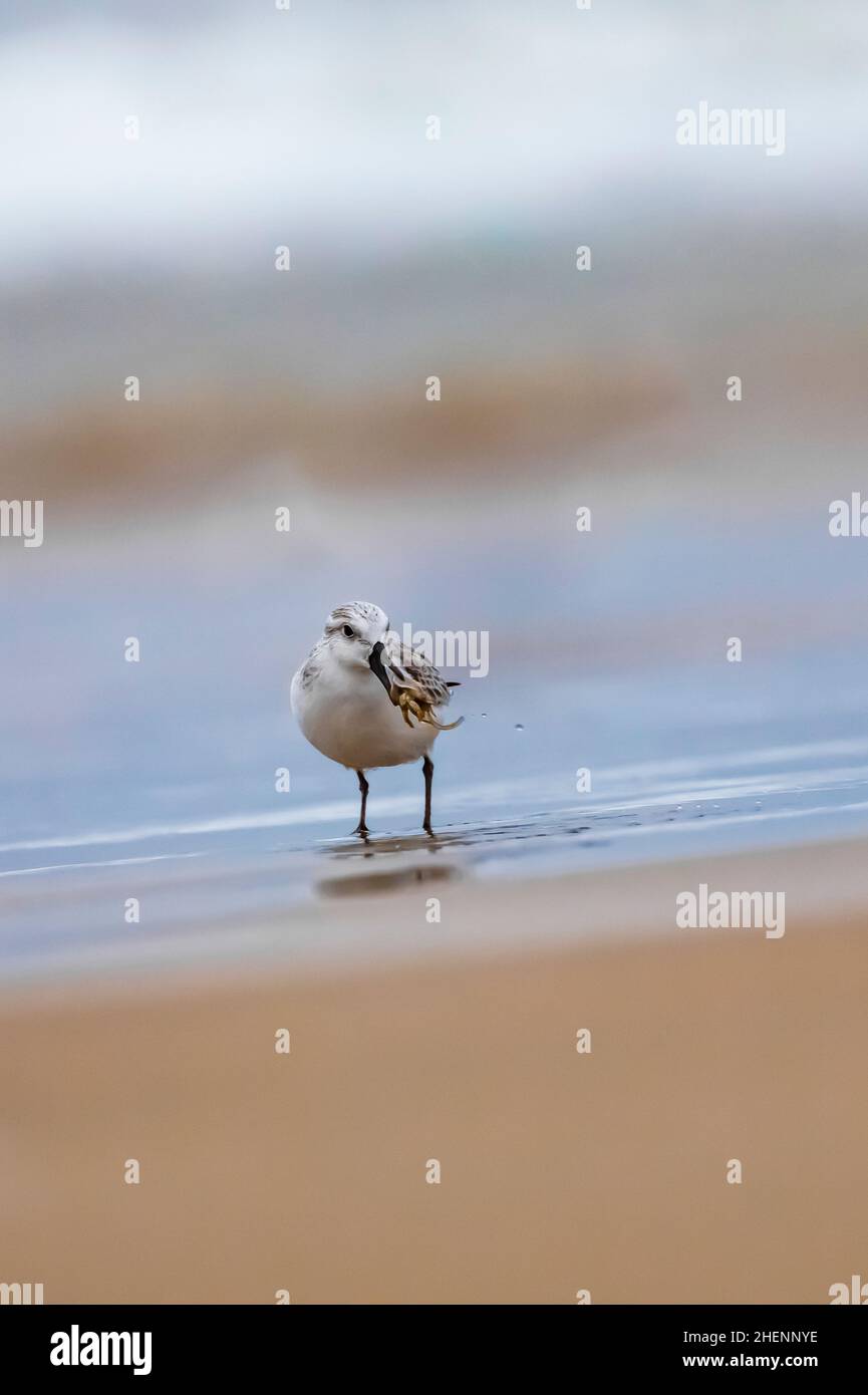 Sanderling, Calidris alba, with tasty prey on sandy Pismo State Beach ...