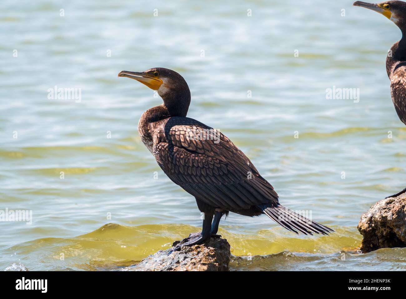 Great cormorant, Phalacrocorax carbo, standing on a stone on the sea ...