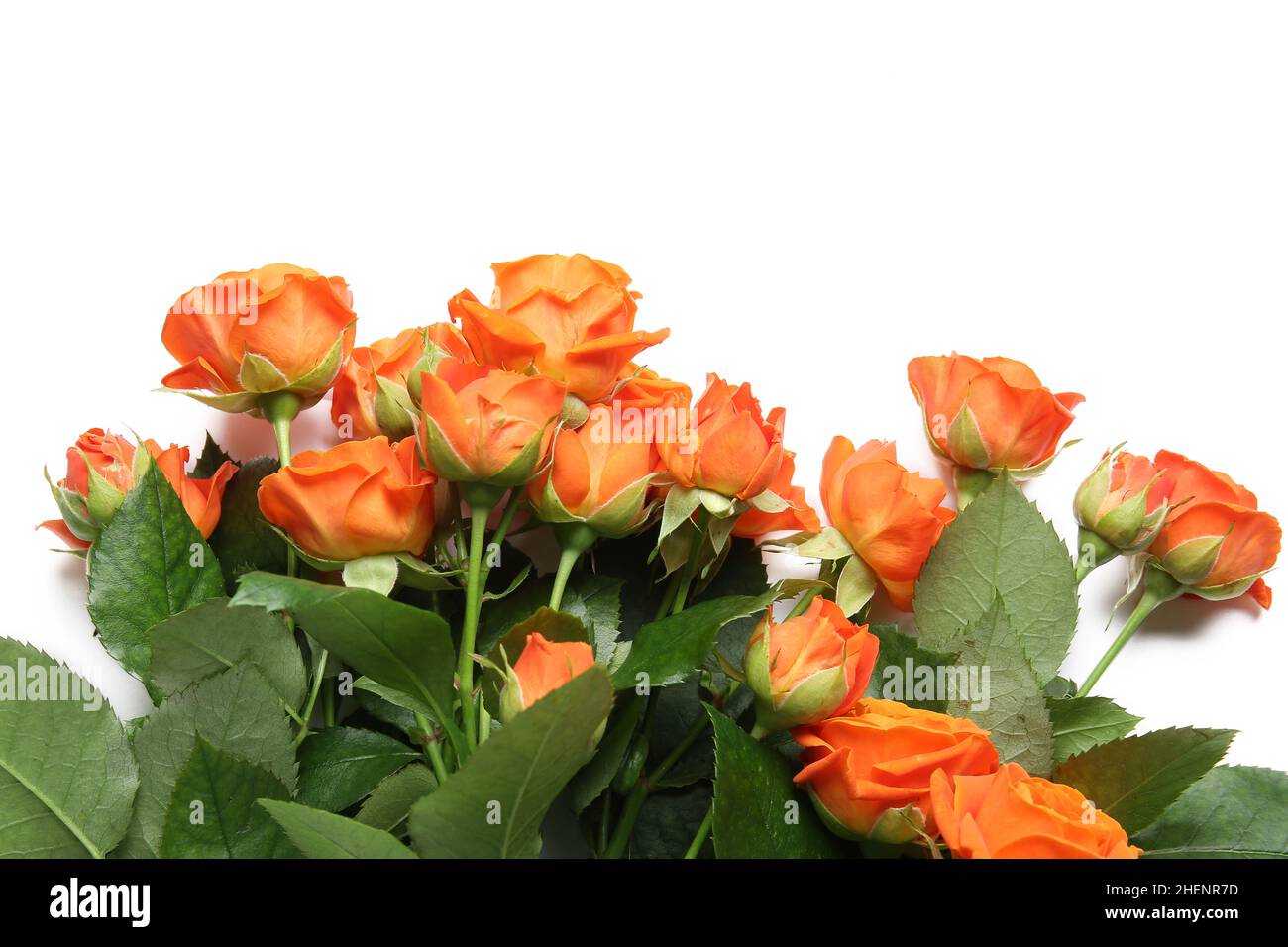 Beautiful bush roses on white background Stock Photo - Alamy