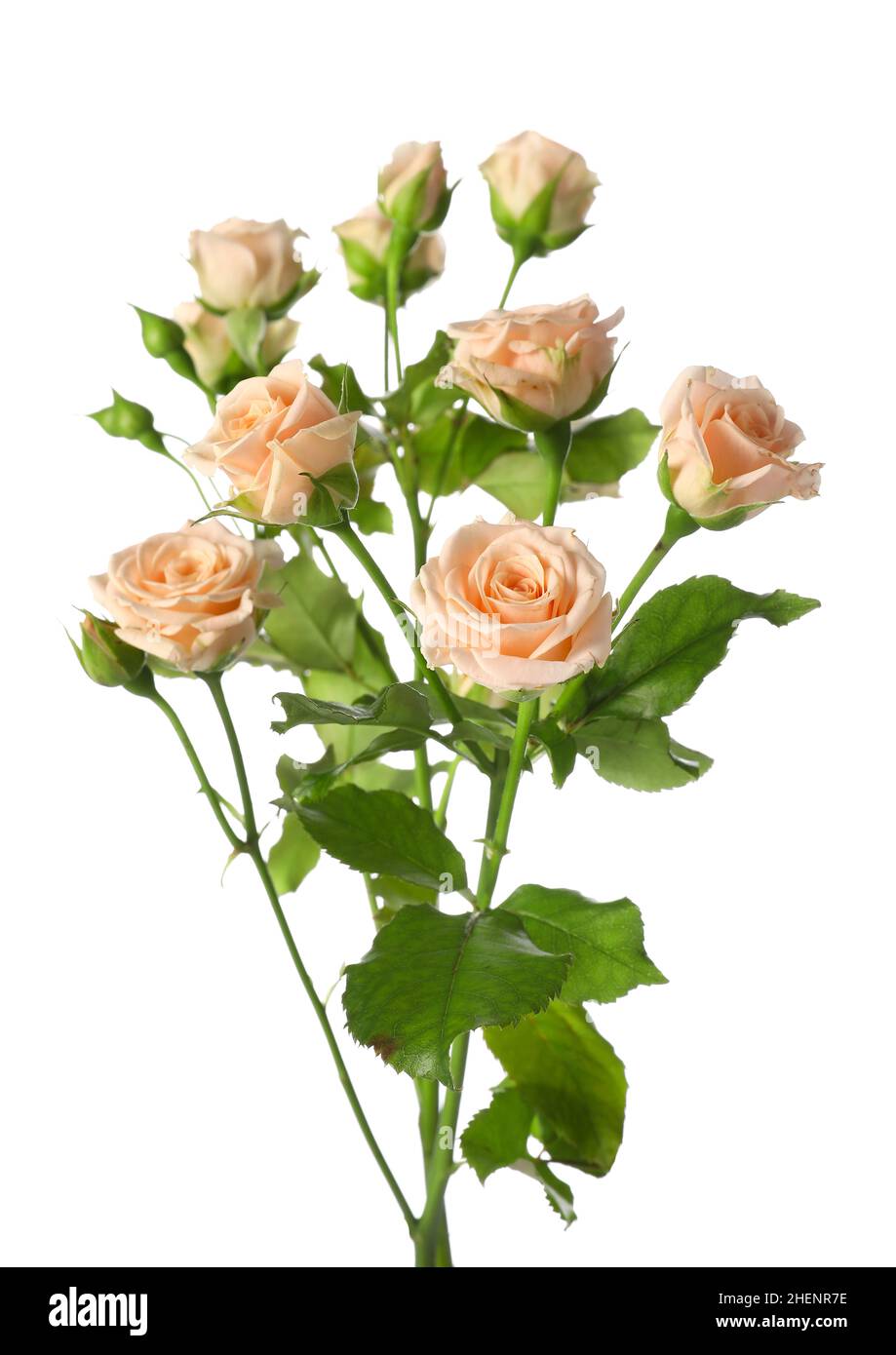 Bouquet of beautiful fresh roses on white background Stock Photo - Alamy