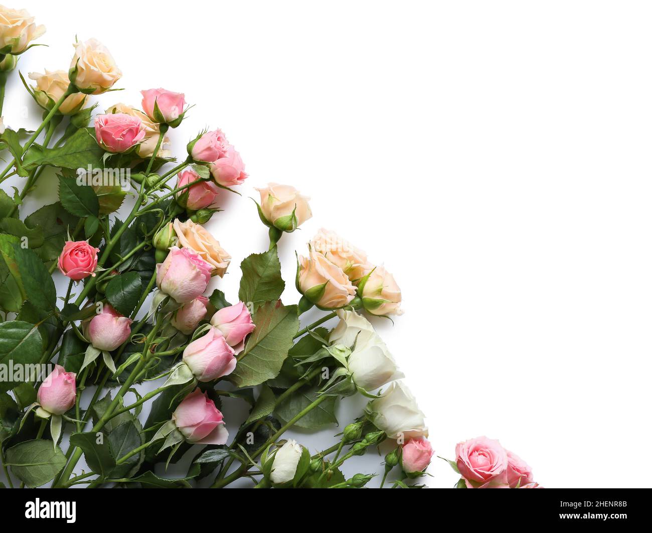 Different beautiful roses on white background Stock Photo - Alamy