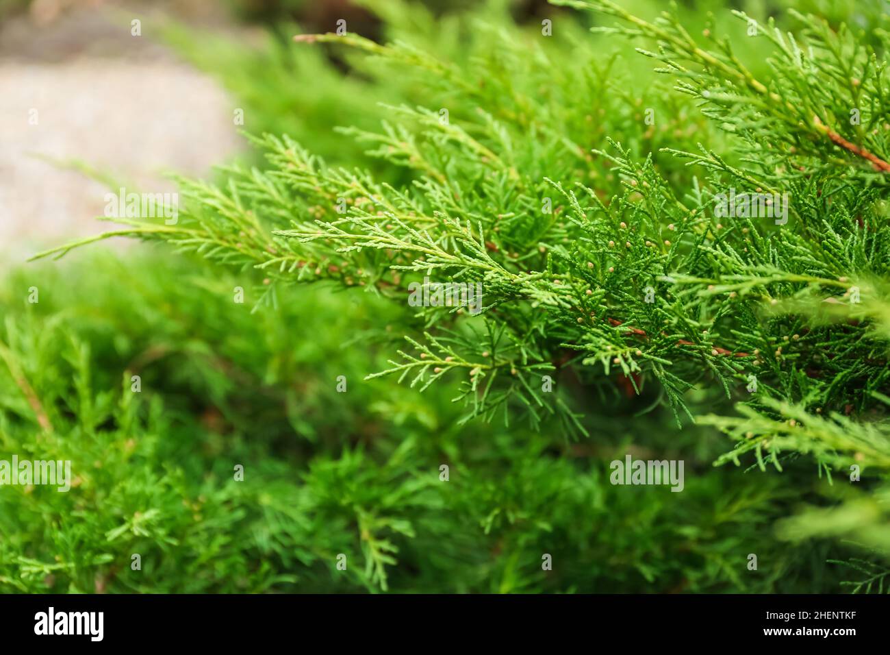 Closeup view of green juniper branches in botanical garden Stock Photo ...