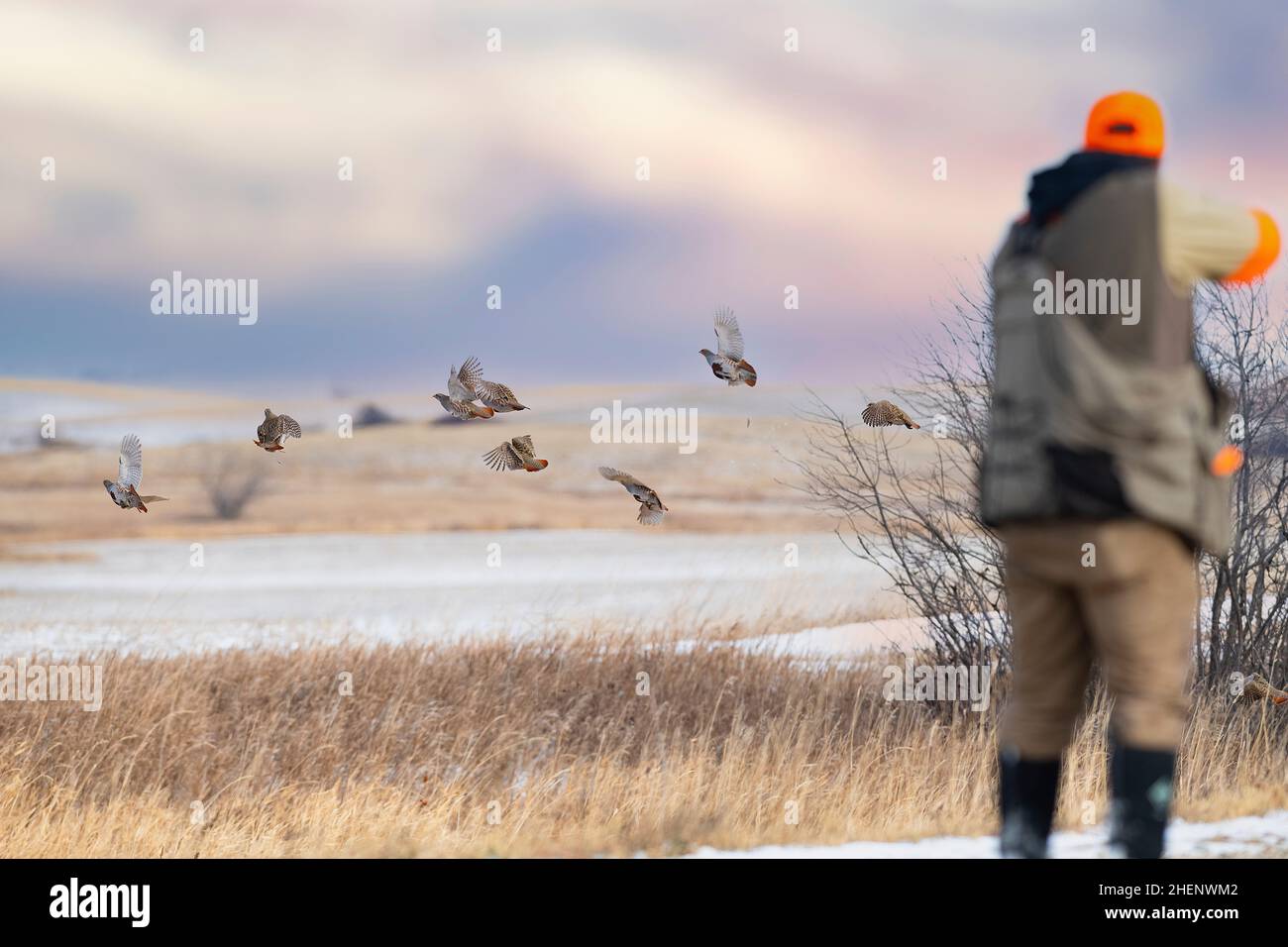 A hunter shooting at a covey of Hungarian Partridge in North Dakota ...