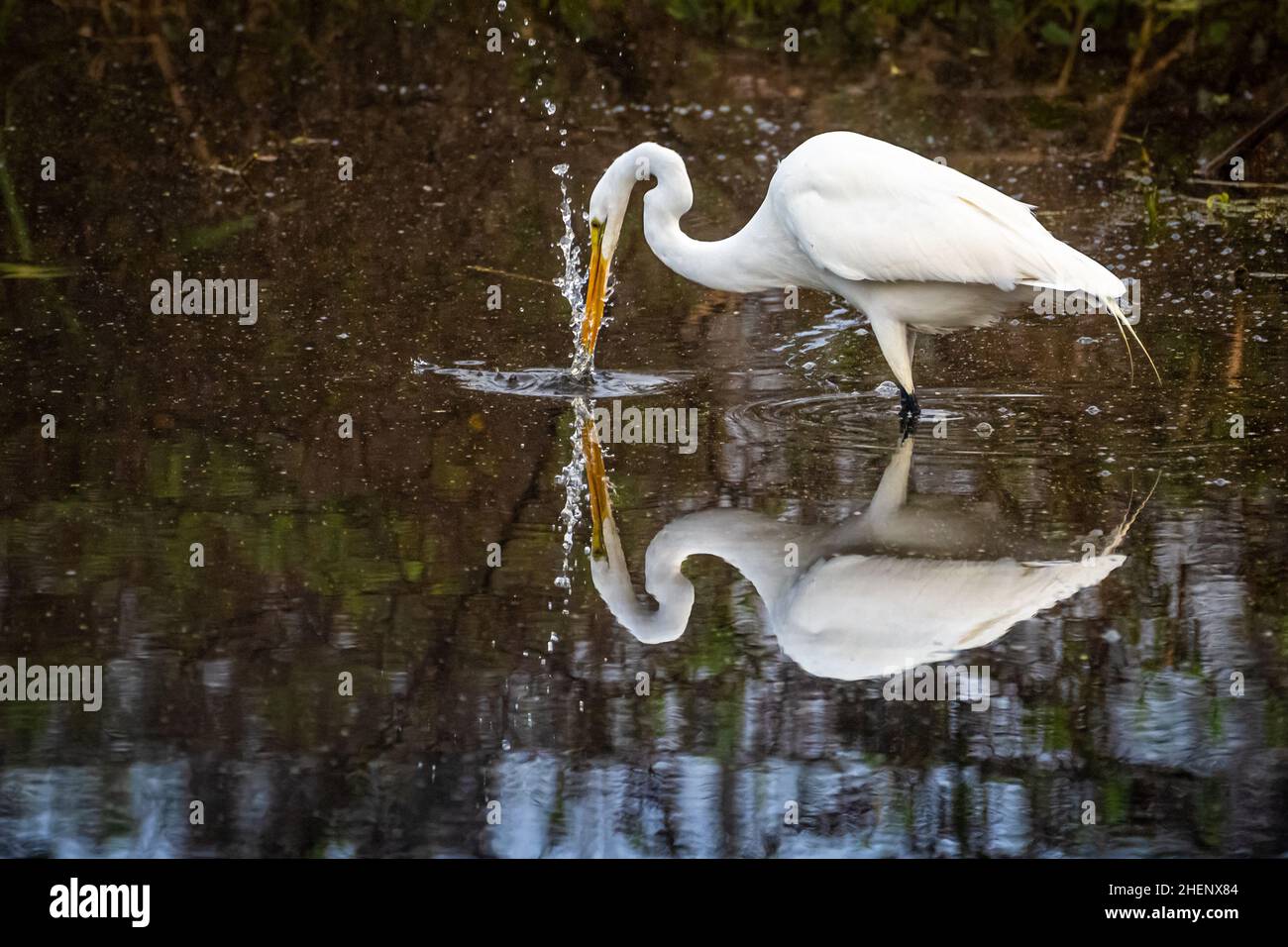 Fish area hi-res stock photography and images - Alamy