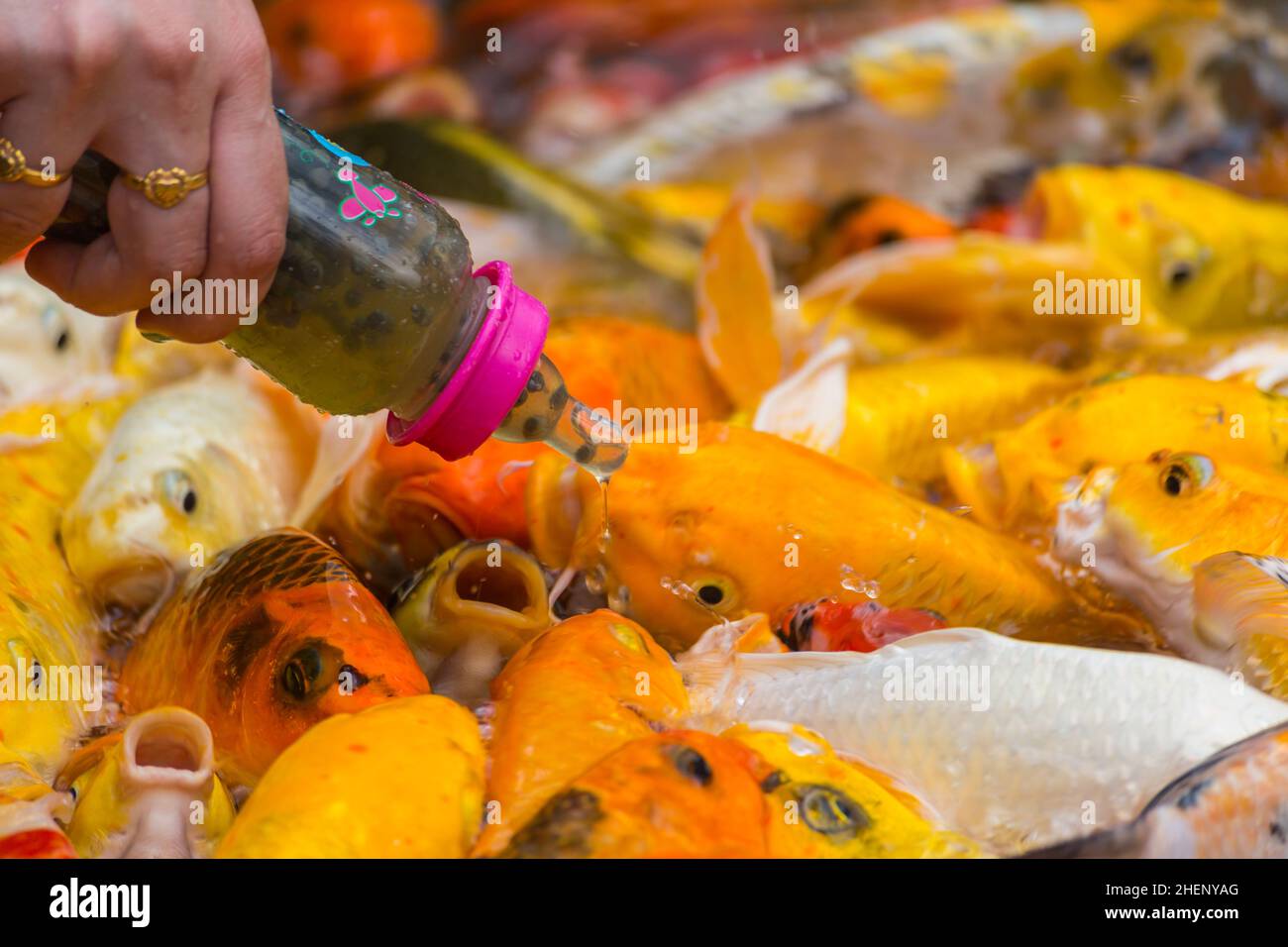 Hand feeding koi hi-res stock photography and images - Alamy